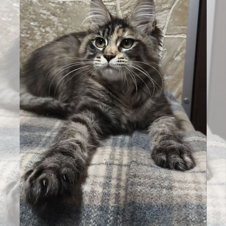 Мейн-кун котёнок