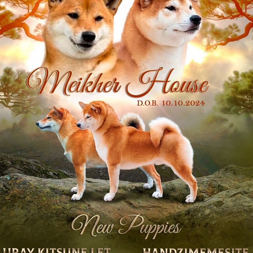 Собаки сиба (шиба) ину щенки