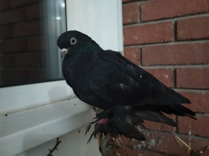 Голубь камышинский