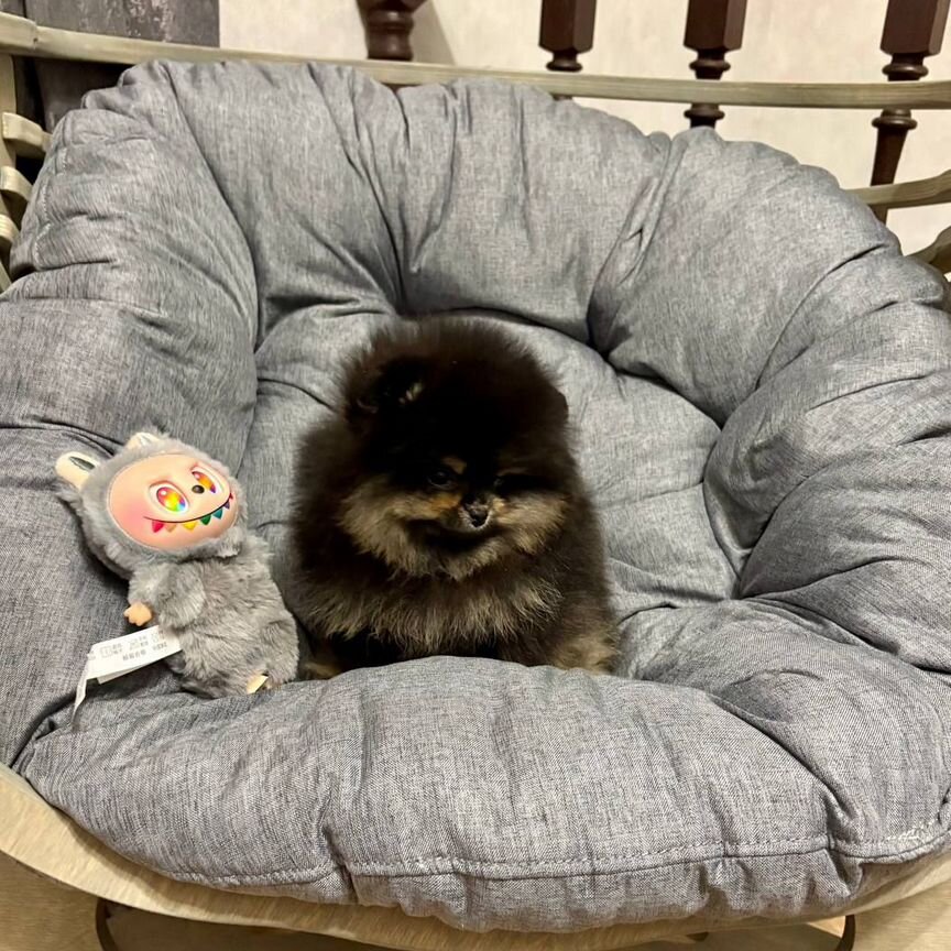 Померанский шпиц, щенок