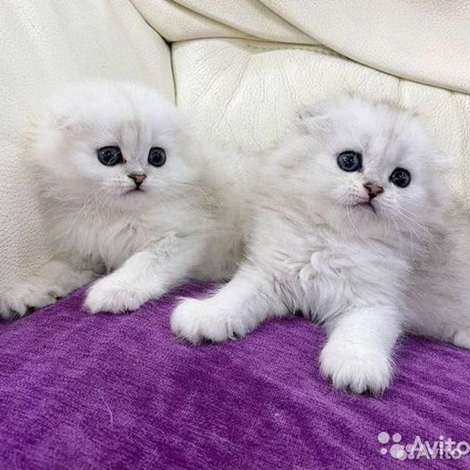 Плюшевые серебристые пушистые котята
