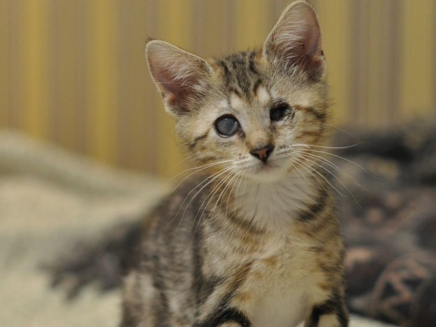 Котенок 2 месяца