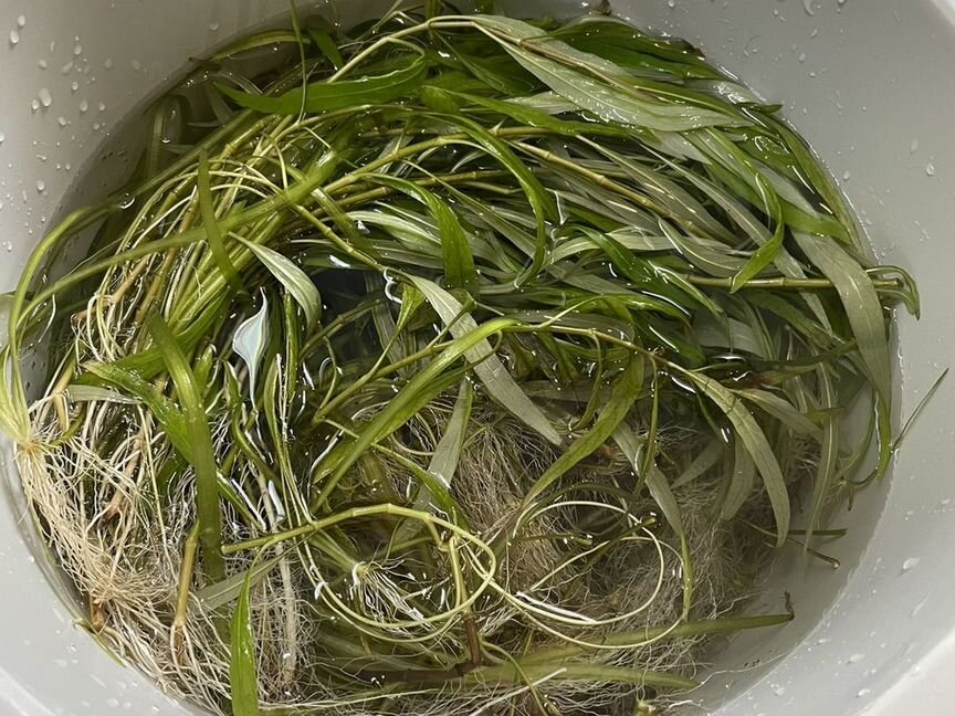 Аквариумные растения (прополка)