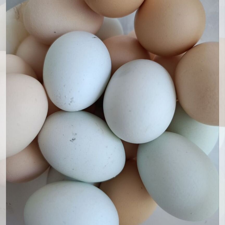 Яйца для инкубации кур несушек