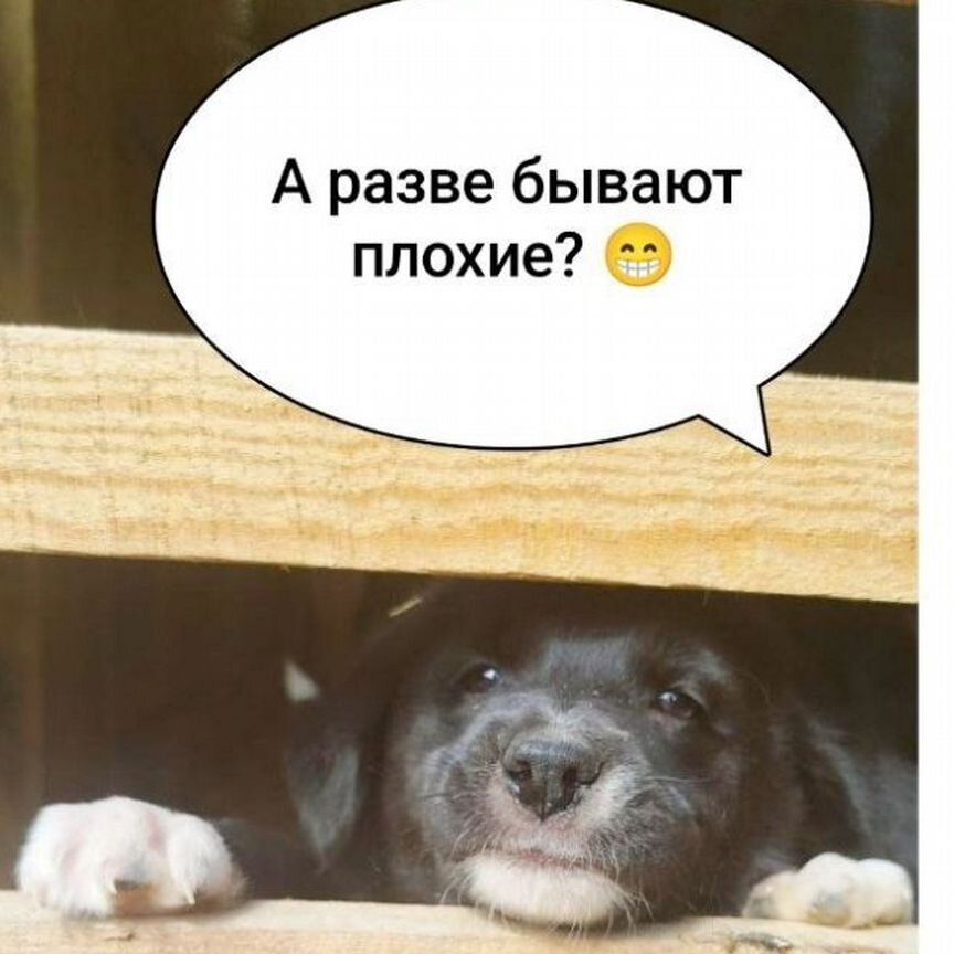 Щенок в добрые руки