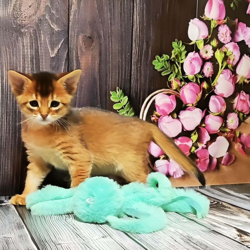 Сомалийский котёнок