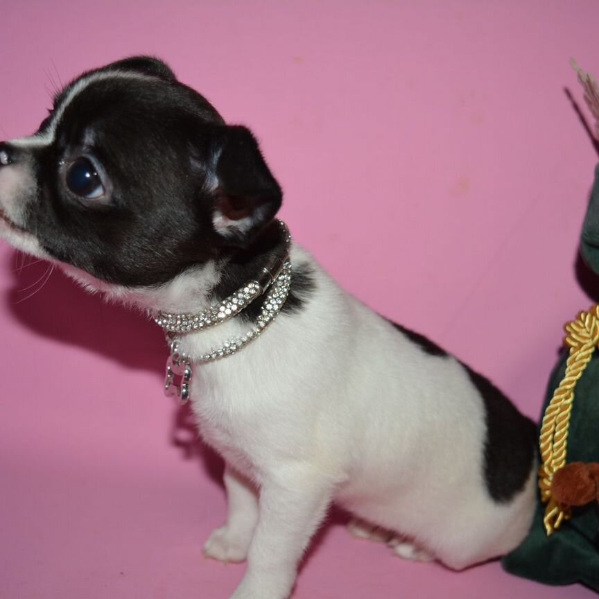 Чихуахуа, щенок