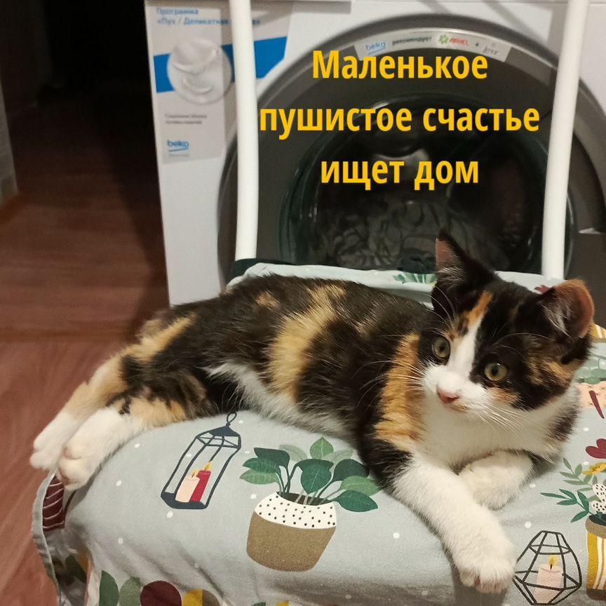 Кошечка