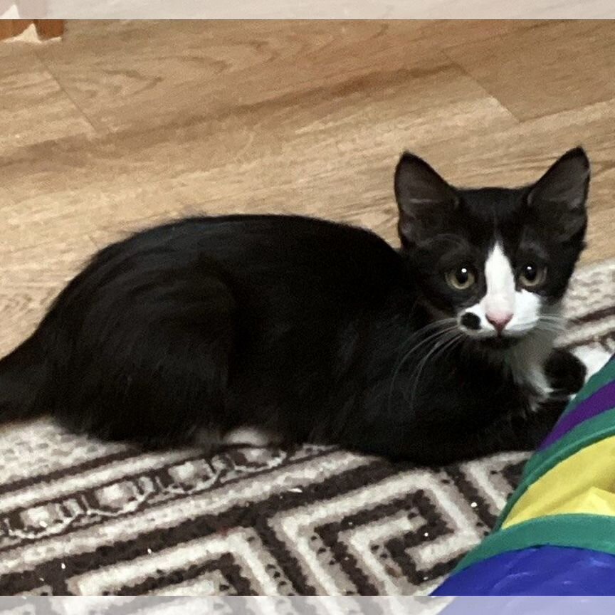 Уникальный котик с родинкой в добрые руки