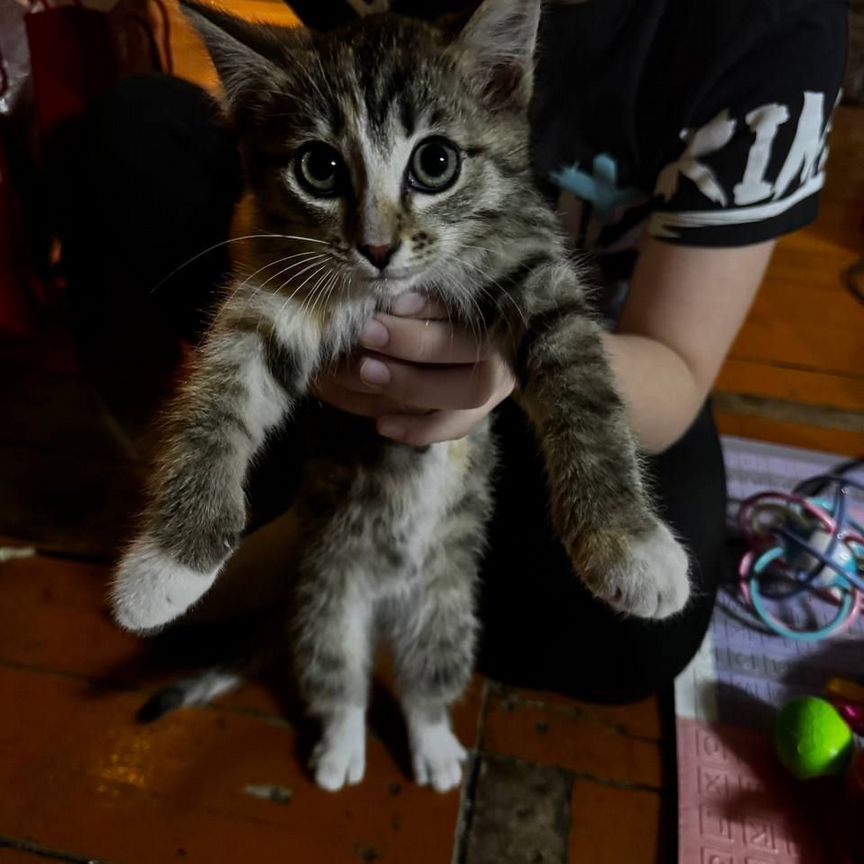 Котёнок в добрые руки