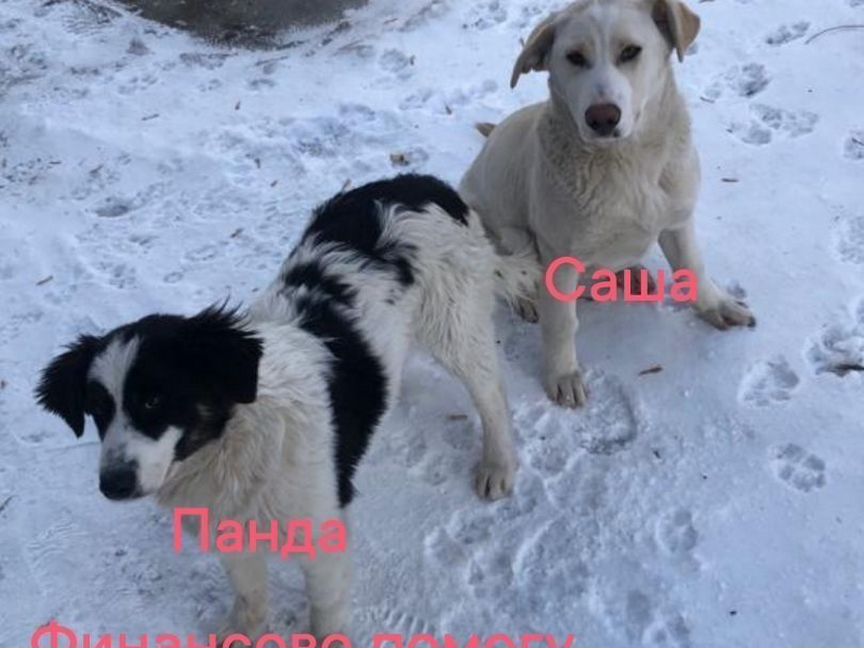 Собака в добрые руки отдам бесплатно