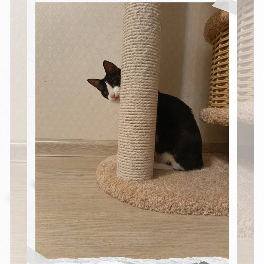 Котёнок в добрые руки