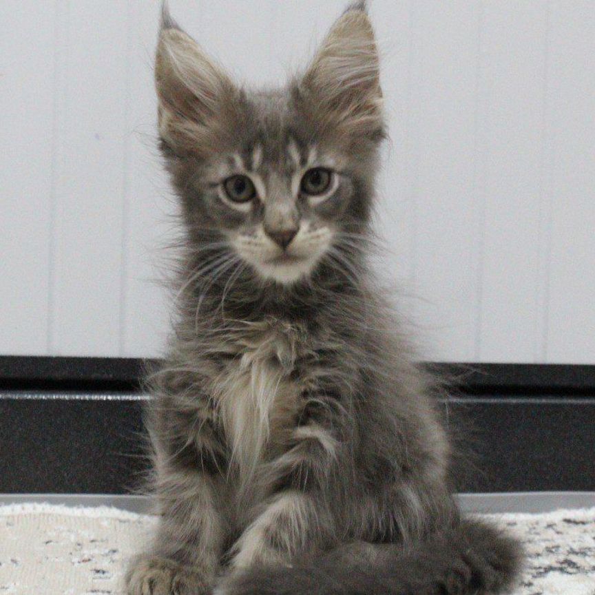 Мейн-кун котёнок