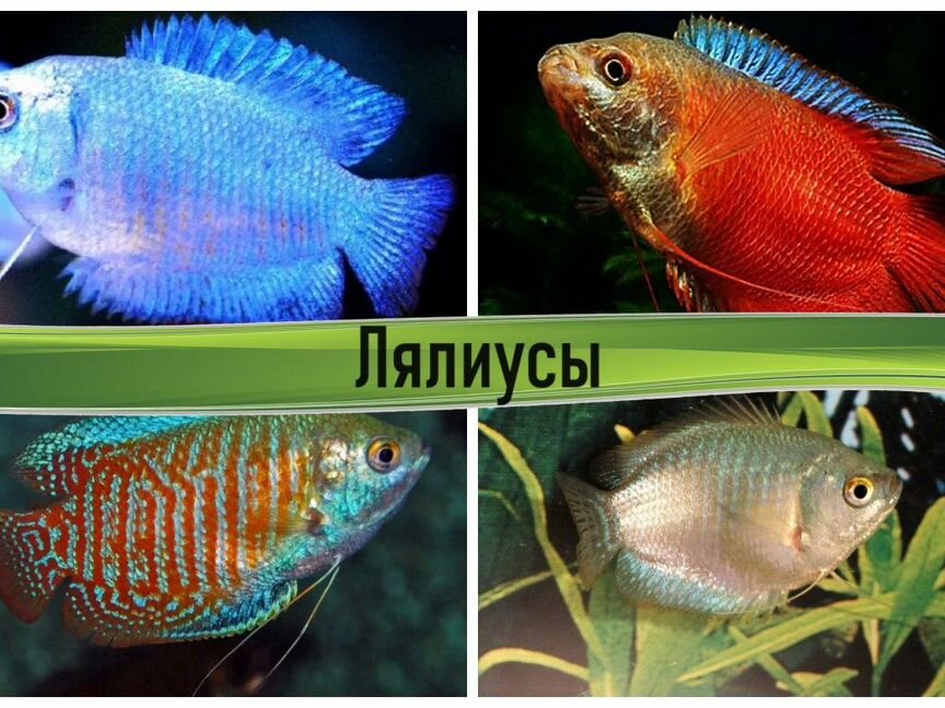 Аквариумные рыбки лялиусы в ассортименте