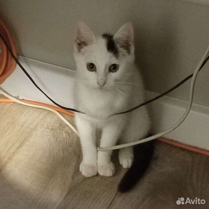 Маленький дворовый котёнок