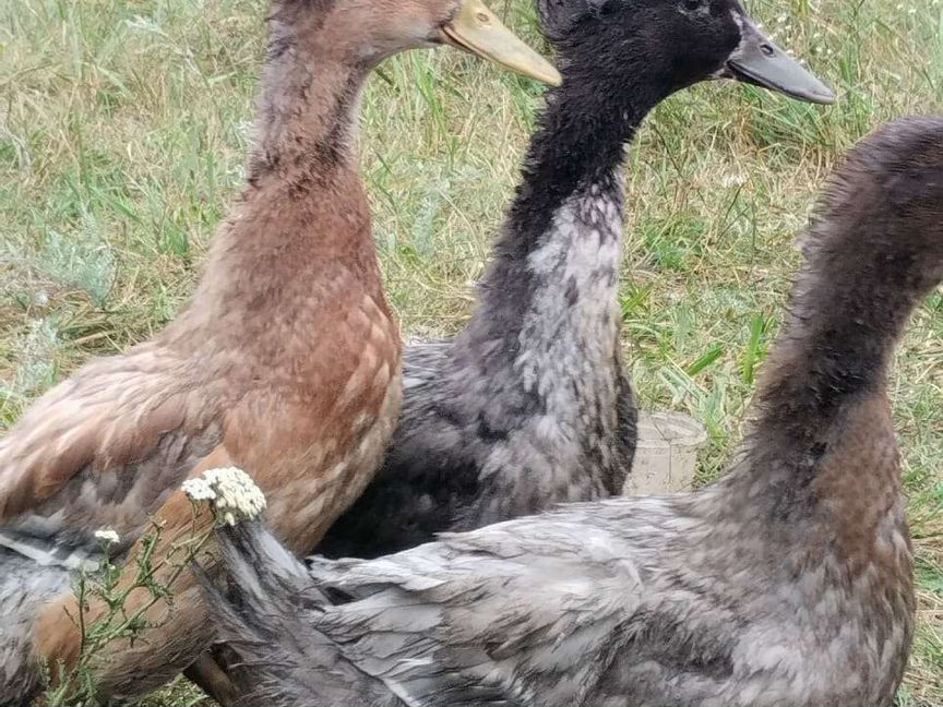 Утки хохлатые