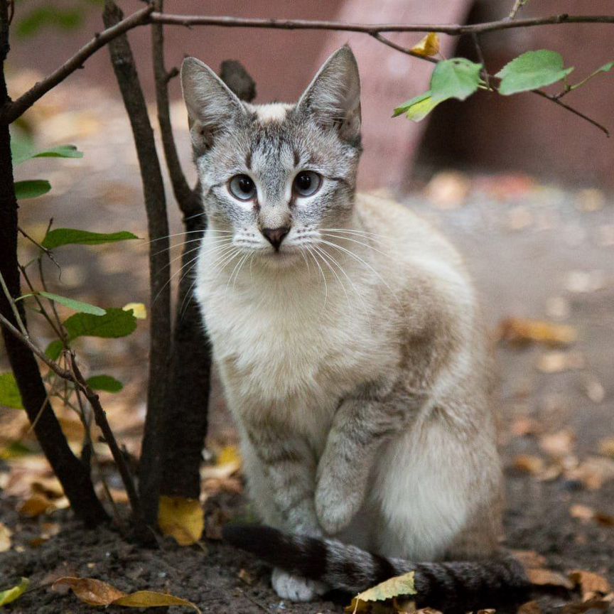 Милая кошка бесплатно