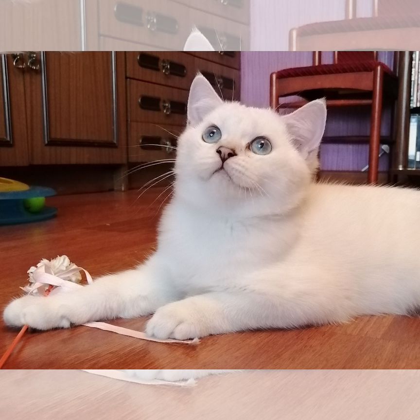 Серебристая шиншилла с голубыми глазами