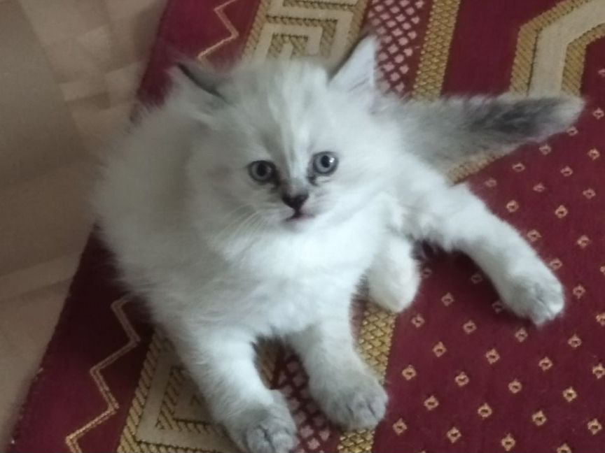 Невская маскарадная девочка