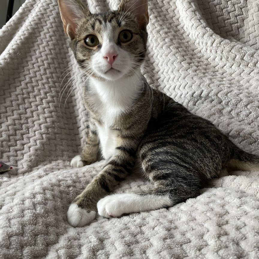 Очаровательный котенок Харли (4мес)