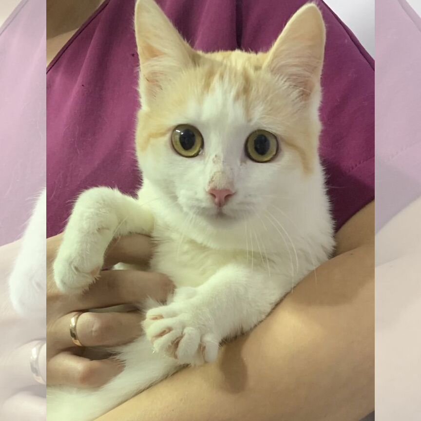 Котёнок в добрые руки