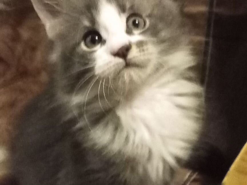 Котята мейн-кун