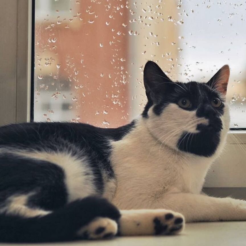 Котик с необычным окрасом ищет дом