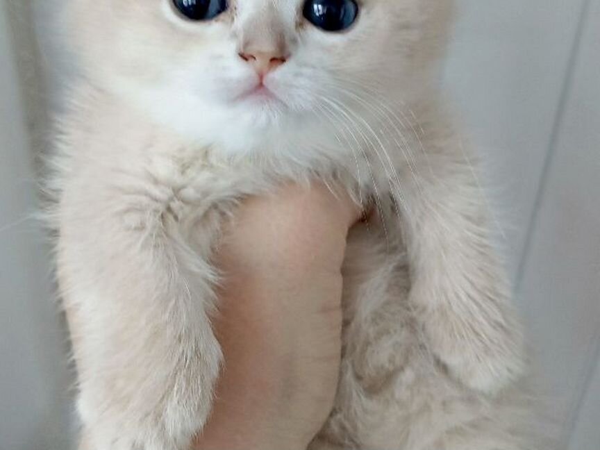 Кошки породистые