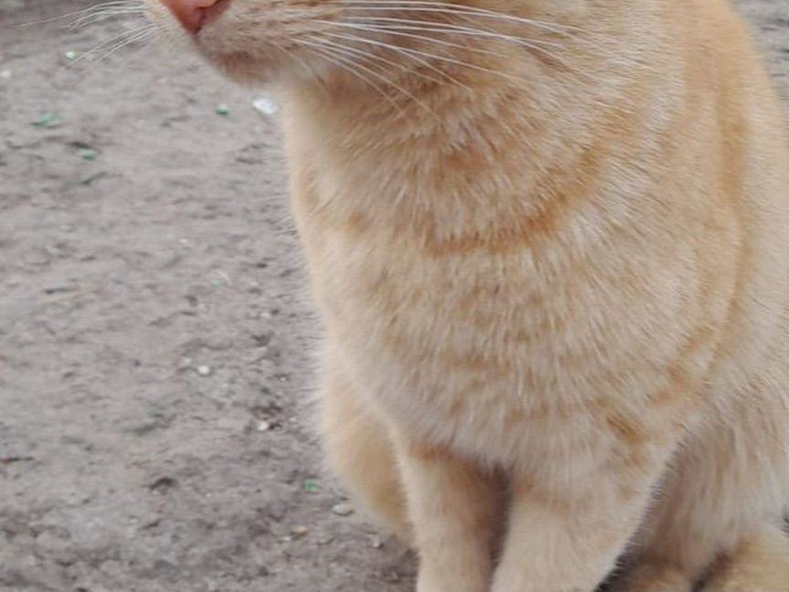 Котик