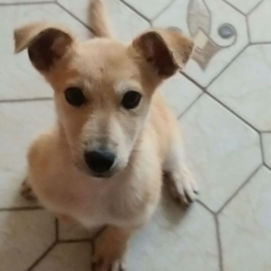 Жули, щенок небольшой собаки