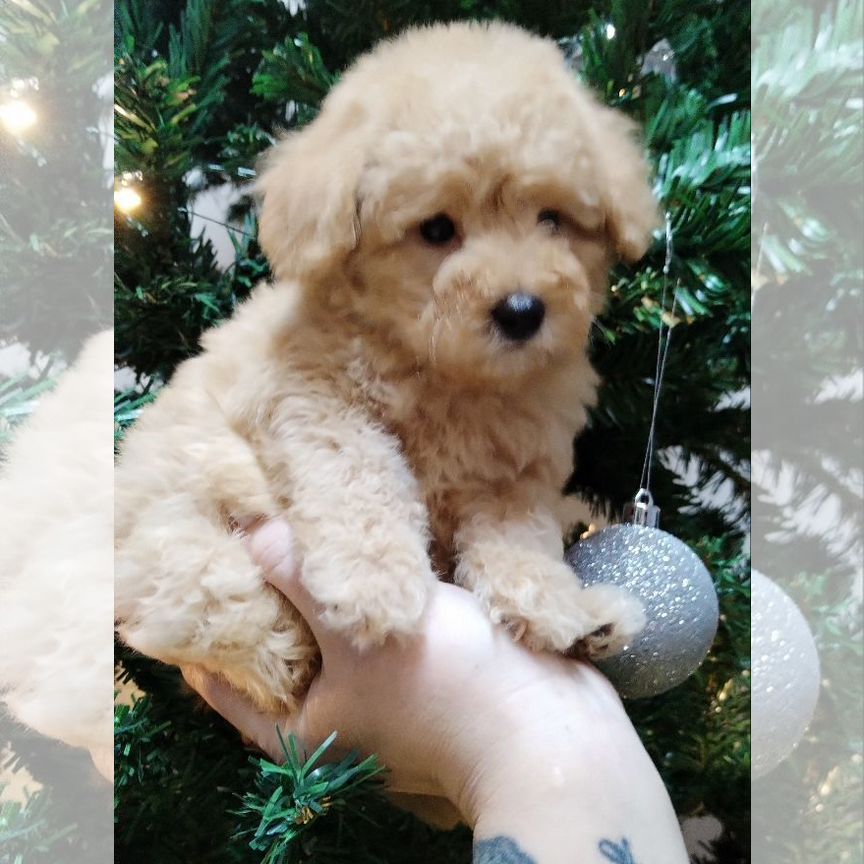 Той-пудель, щенок