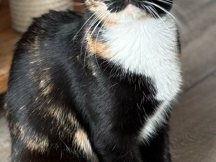 Кошка Зефирка 10 месяцев стерилизована