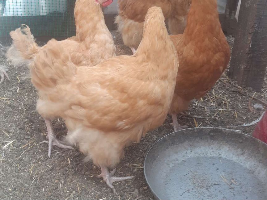 Куры молодки орпингтоны