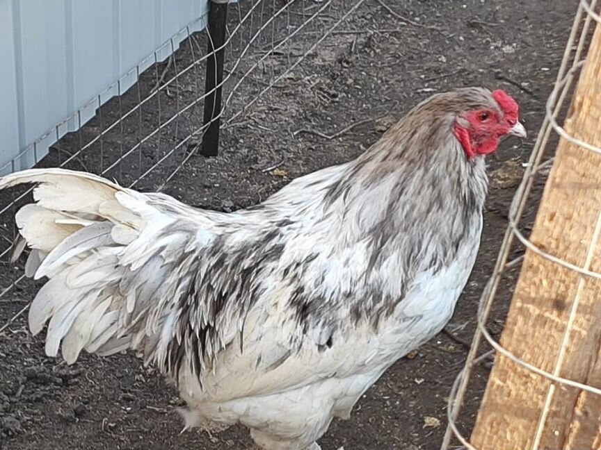 Петух амераукана