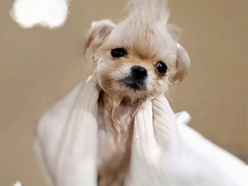 Микро и мини померанчики. Рассрочка