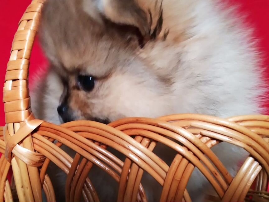 Щеночек шпица