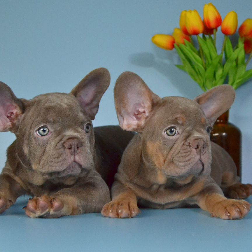 Французский бульдог щенки