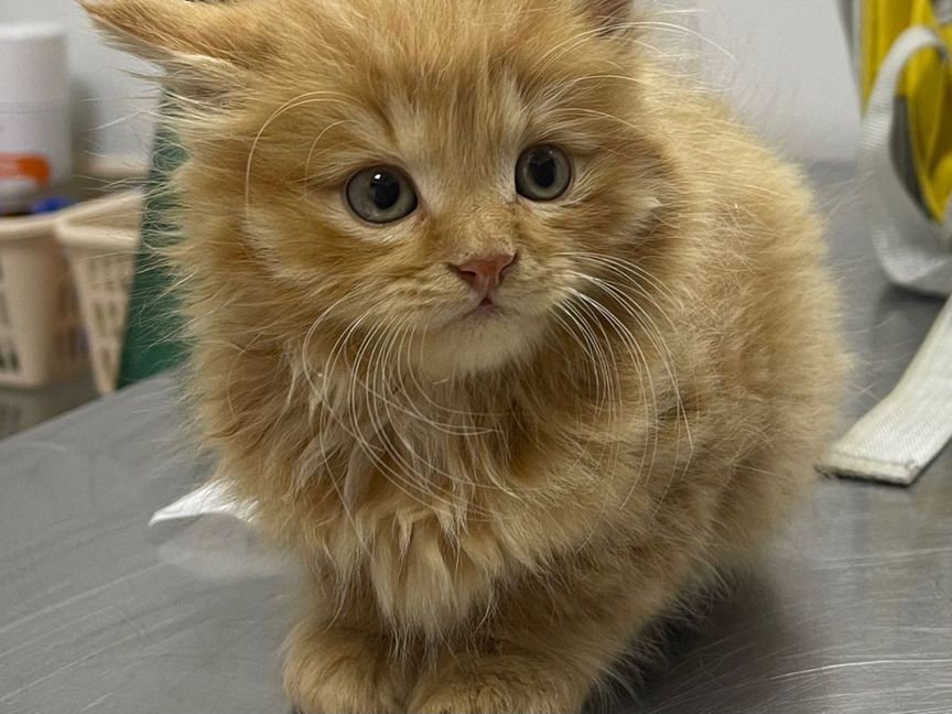 Рыжая малышка в добрые руки