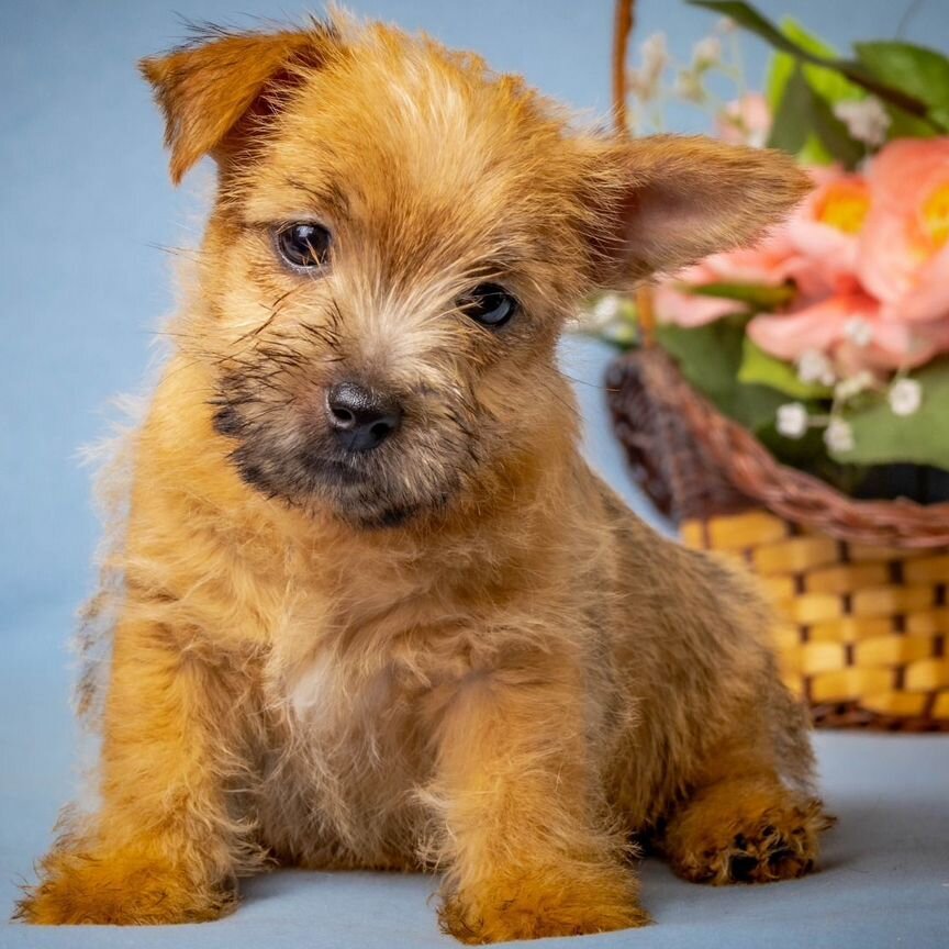 Норвич терьер щенки