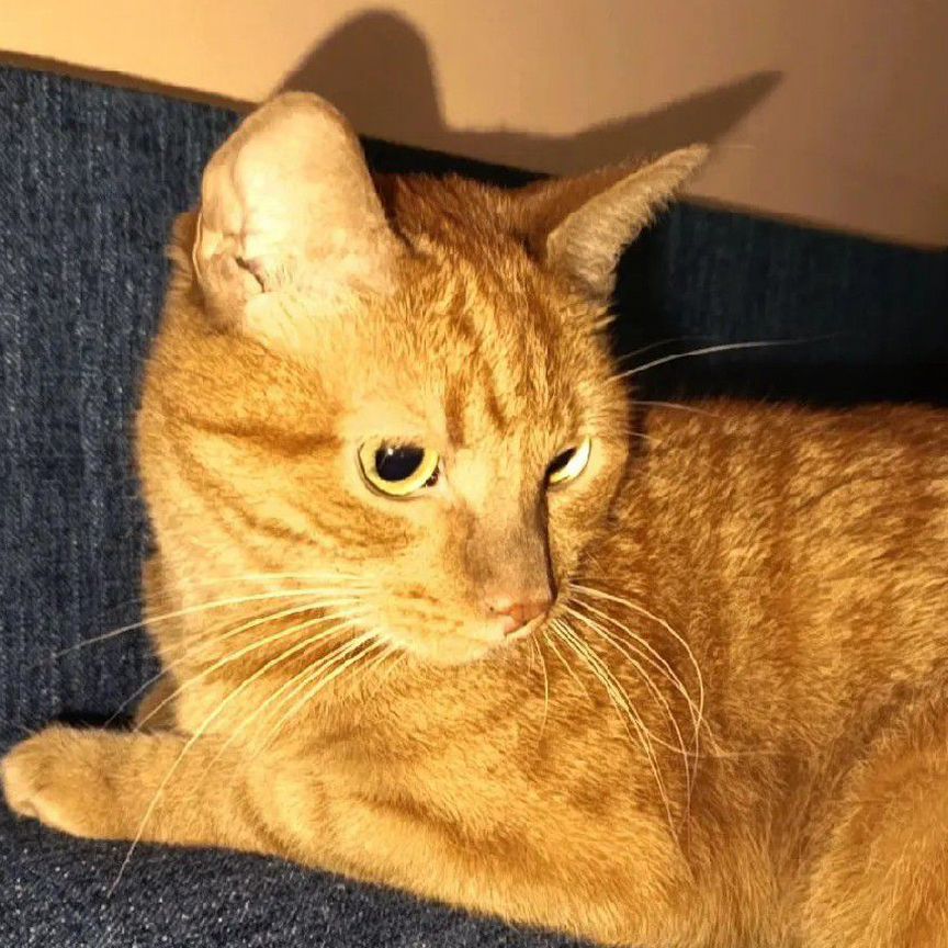 Котик на удалёнке