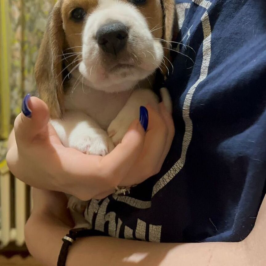 Щенок породы Бигль