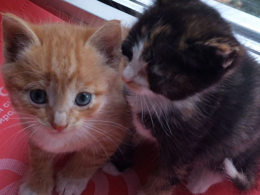 Котята в добрые руки