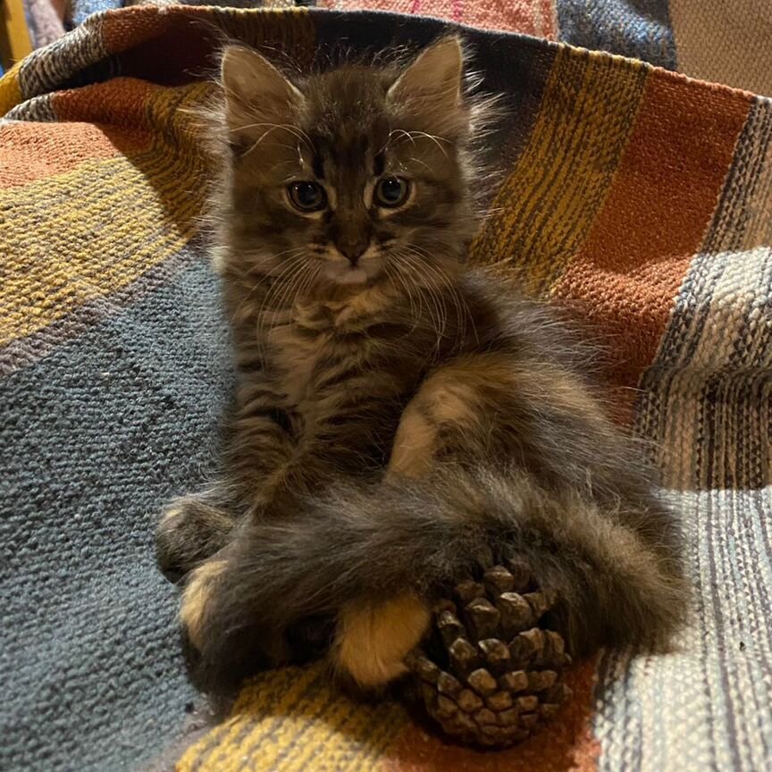 Кошечка-котенок в добрые руки