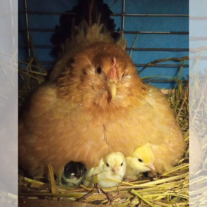 Цыплята бентамки