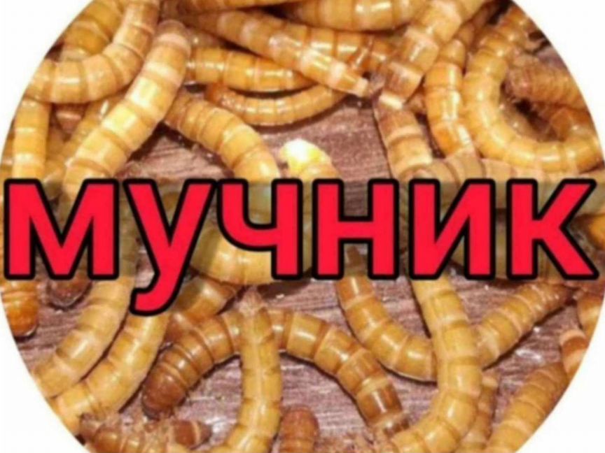 Мучник. Личинки и жуки