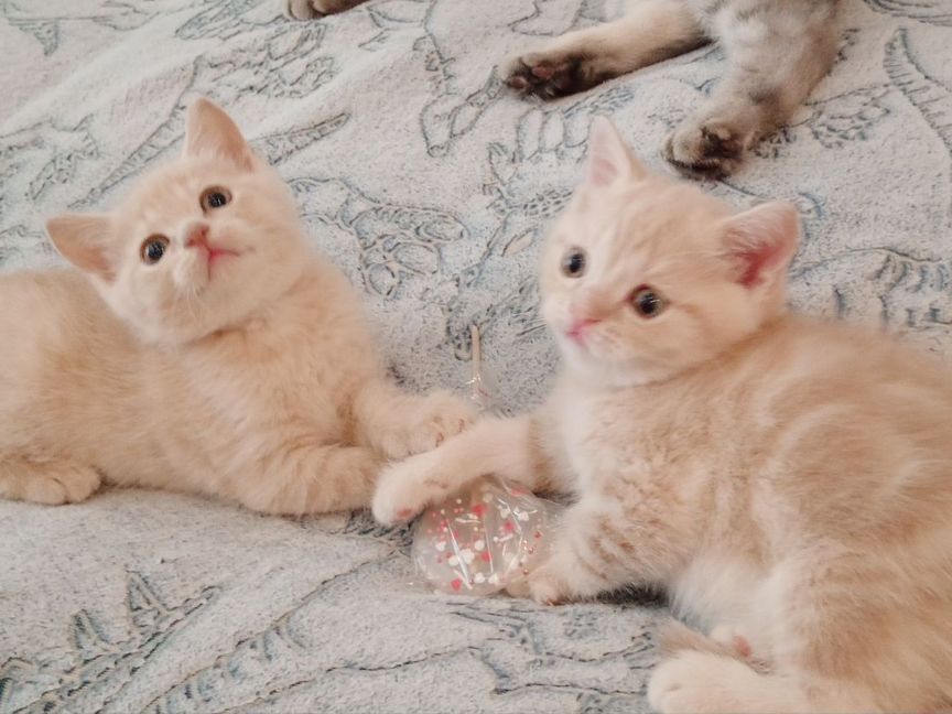 Котята