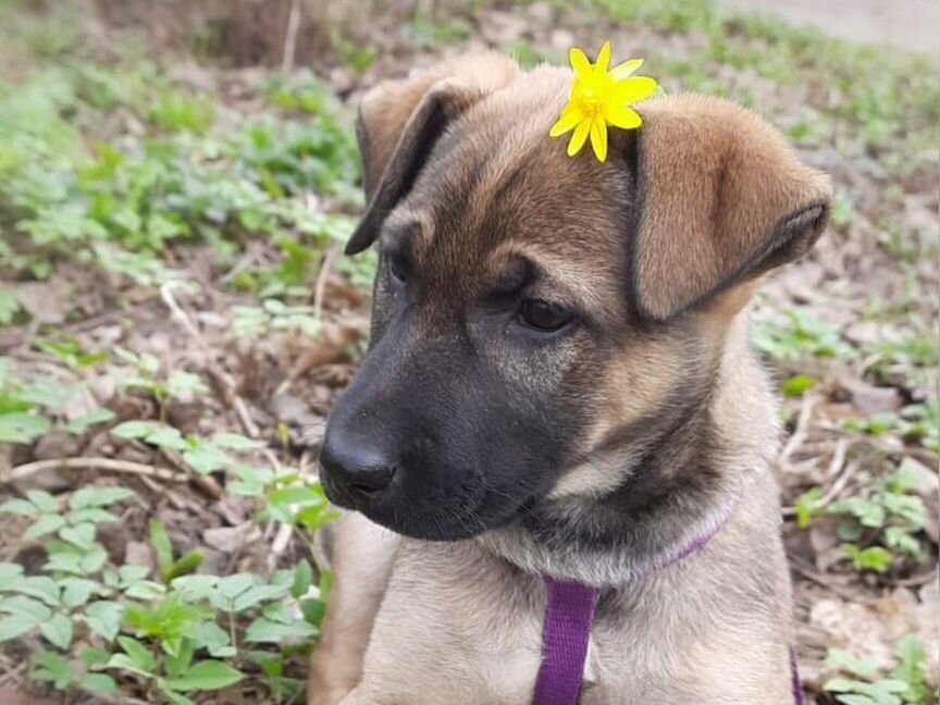 Щенуля в добрые руки