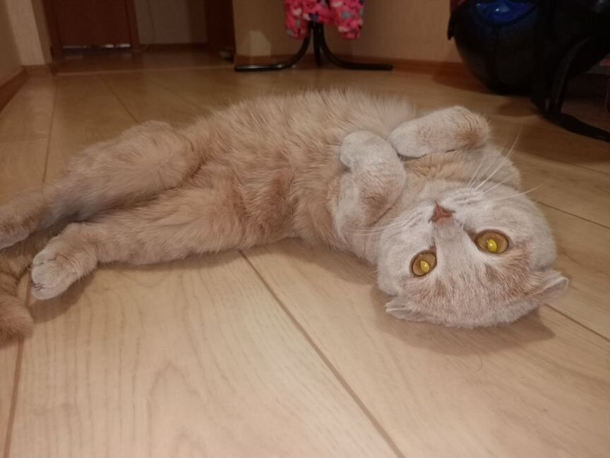 Отдам вислоухого шотландца
