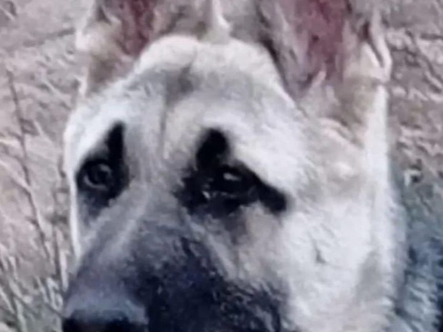 Продам Восточноевропейская овчарка