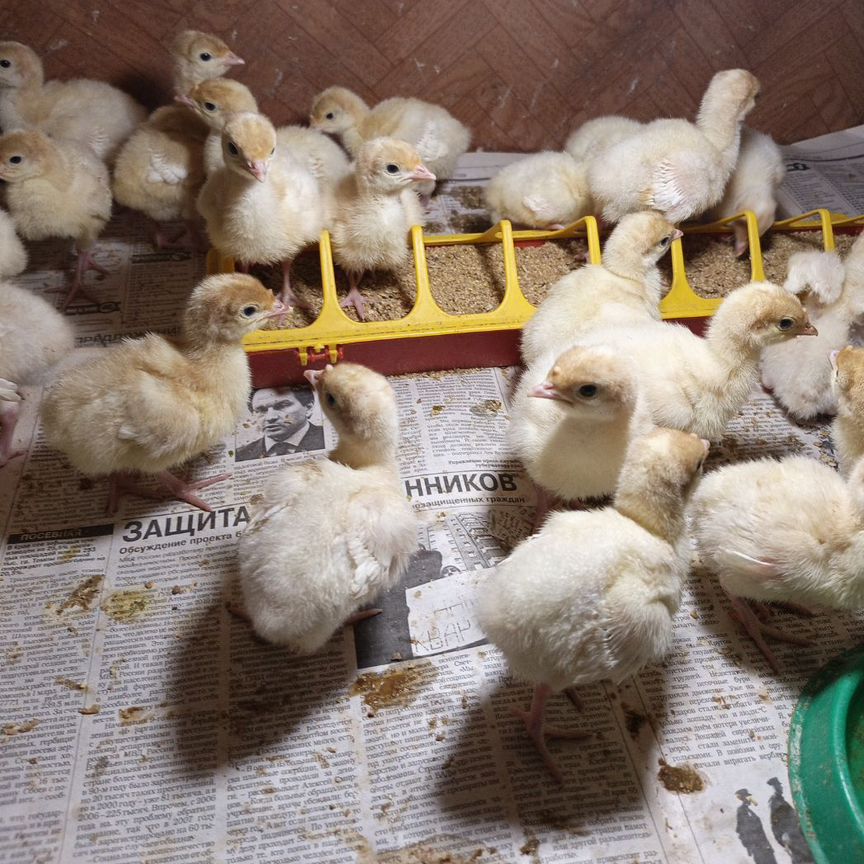 Индюшата хайбрид конвертер Ачинск